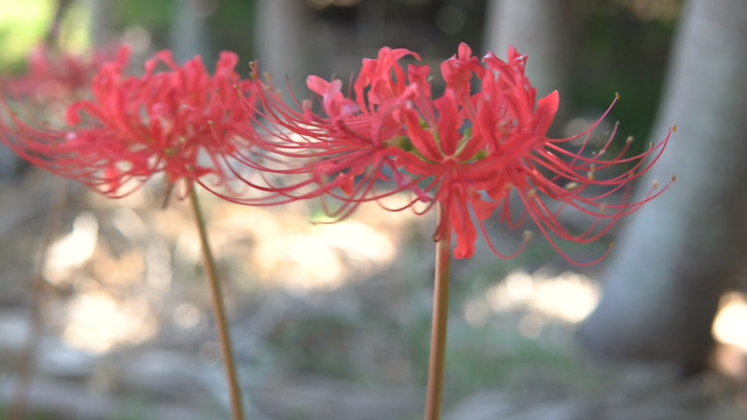 沖縄に住んで感じたあるあるパート2｜沖縄離島 移住生活ブログ
