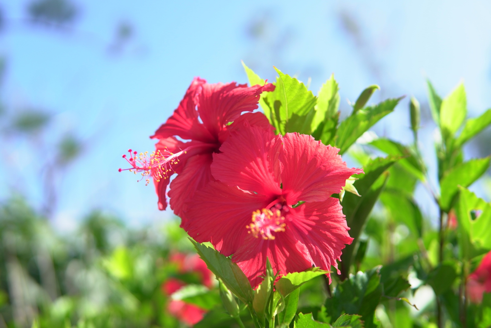 ジャングリアが近所にできるらしい｜沖縄離島 移住生活ブログ